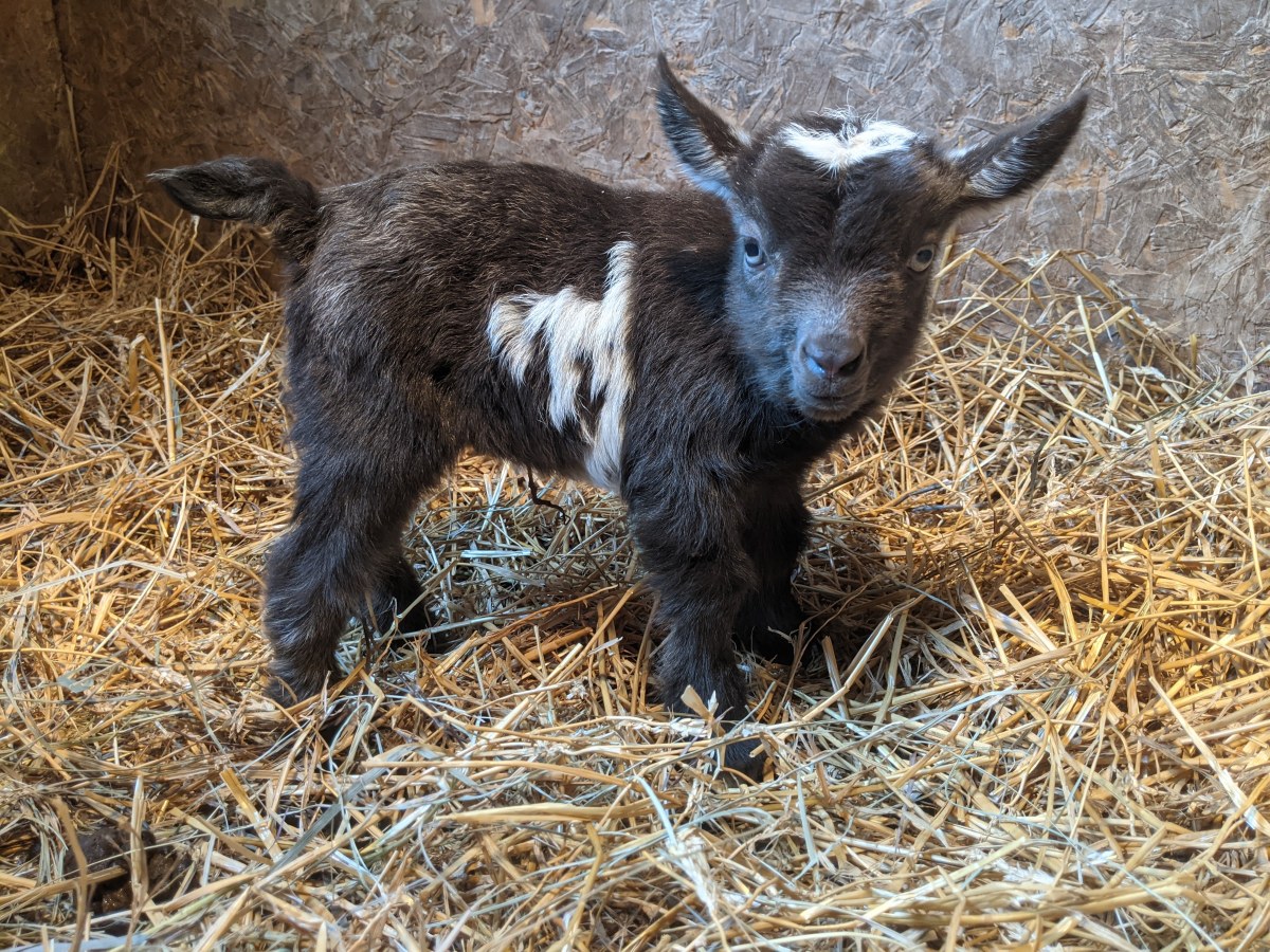 Goat Birth on the Farm – Plum Bush Farm