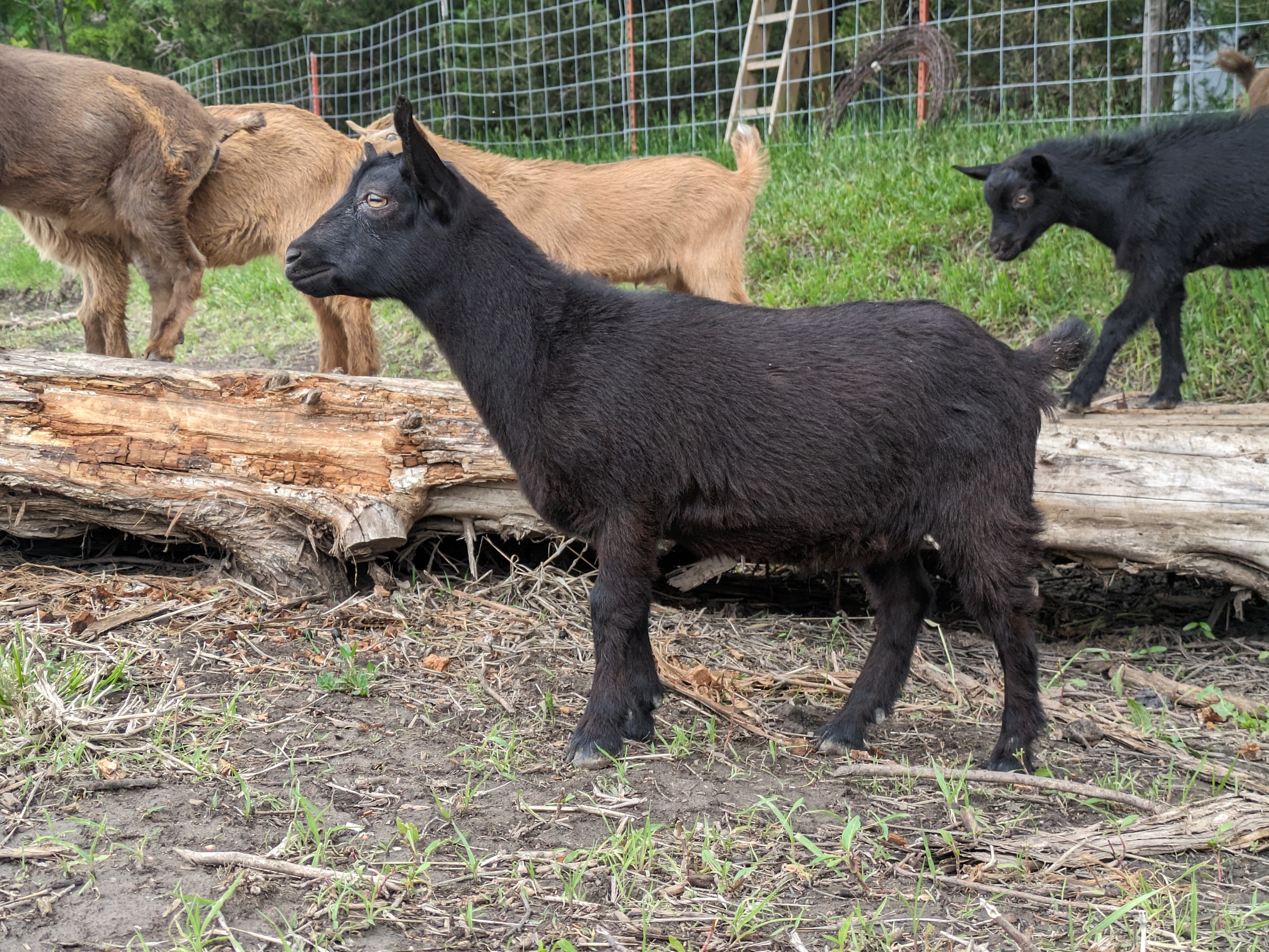 2024 Kids – Plum Bush Farm Nigerian Dwarf Goats, Beaver Crossing Nebraska